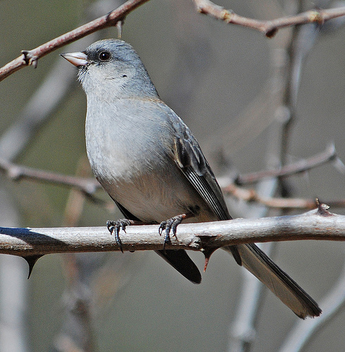 “Ordinary Extraordinary Junco” and the wider world of juncos | Tough ...