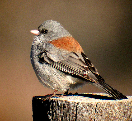 “Ordinary Extraordinary Junco” and the wider world of juncos | Tough ...