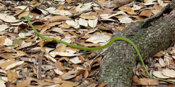 Why be shaped like a snake? (Also, weasels) | Tough Little Birds