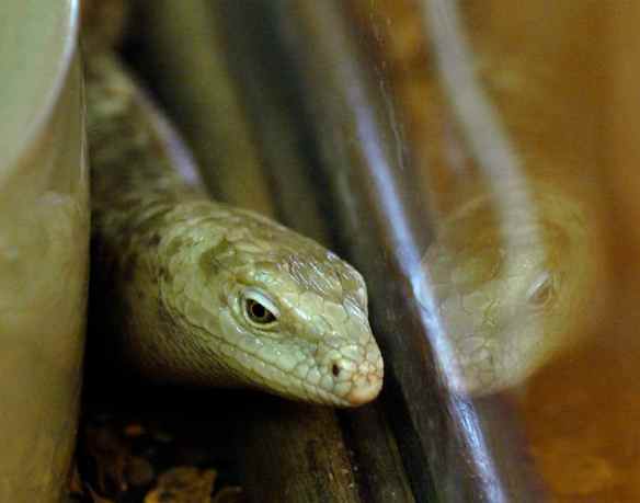 Why be shaped like a snake? (Also, weasels) | Tough Little Birds