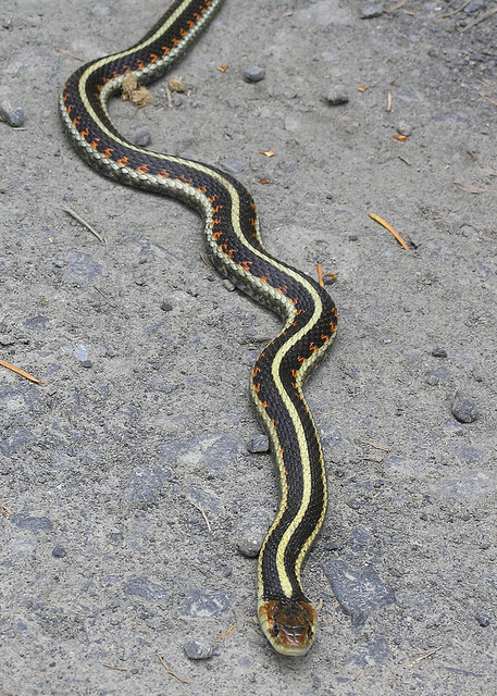 Animal visual illusions | Tough Little Birds