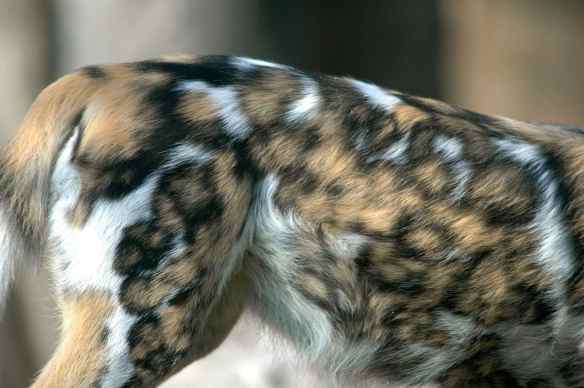 Animal visual illusions | Tough Little Birds