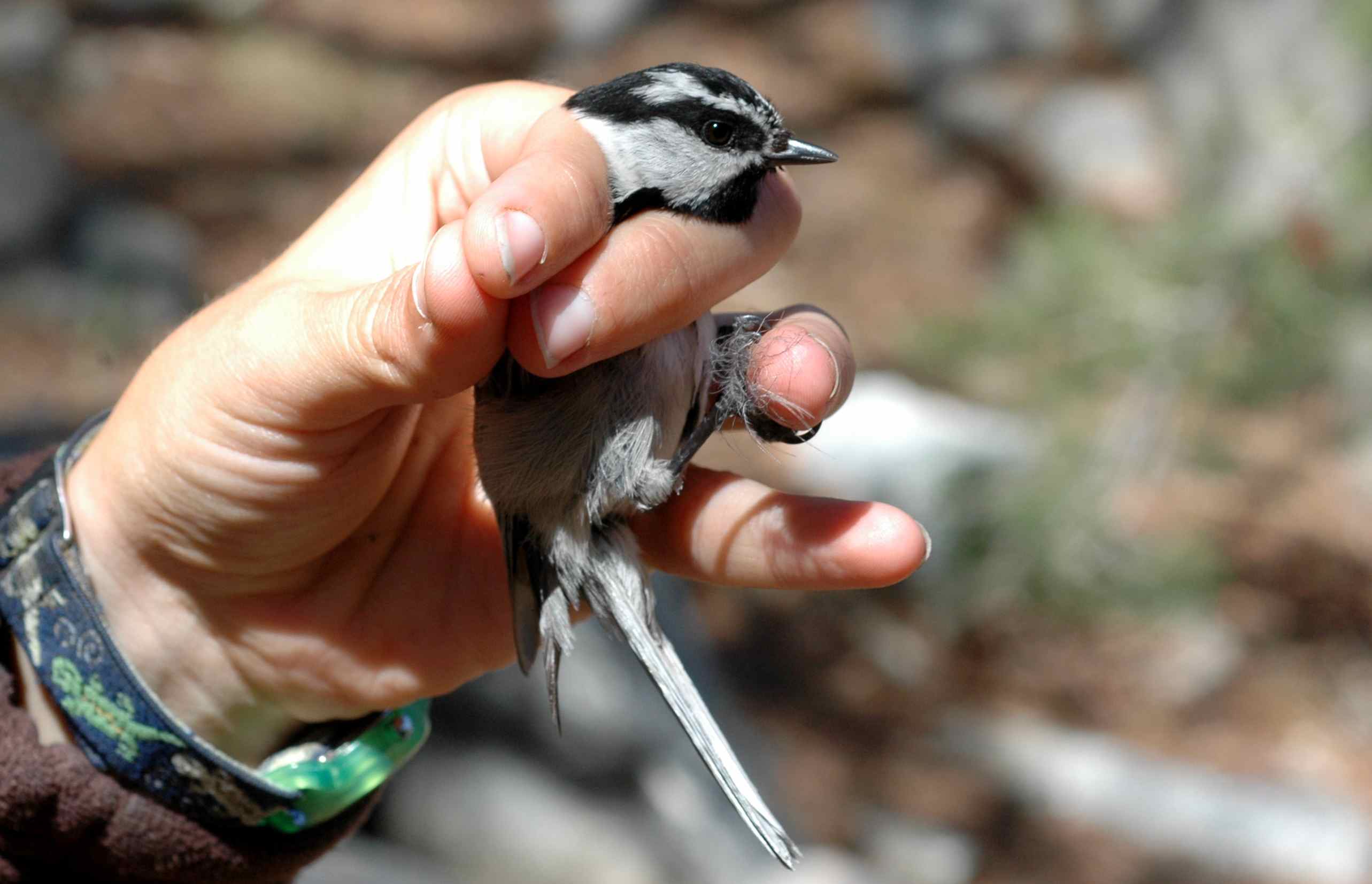 Scarce bycatch | Tough Little Birds