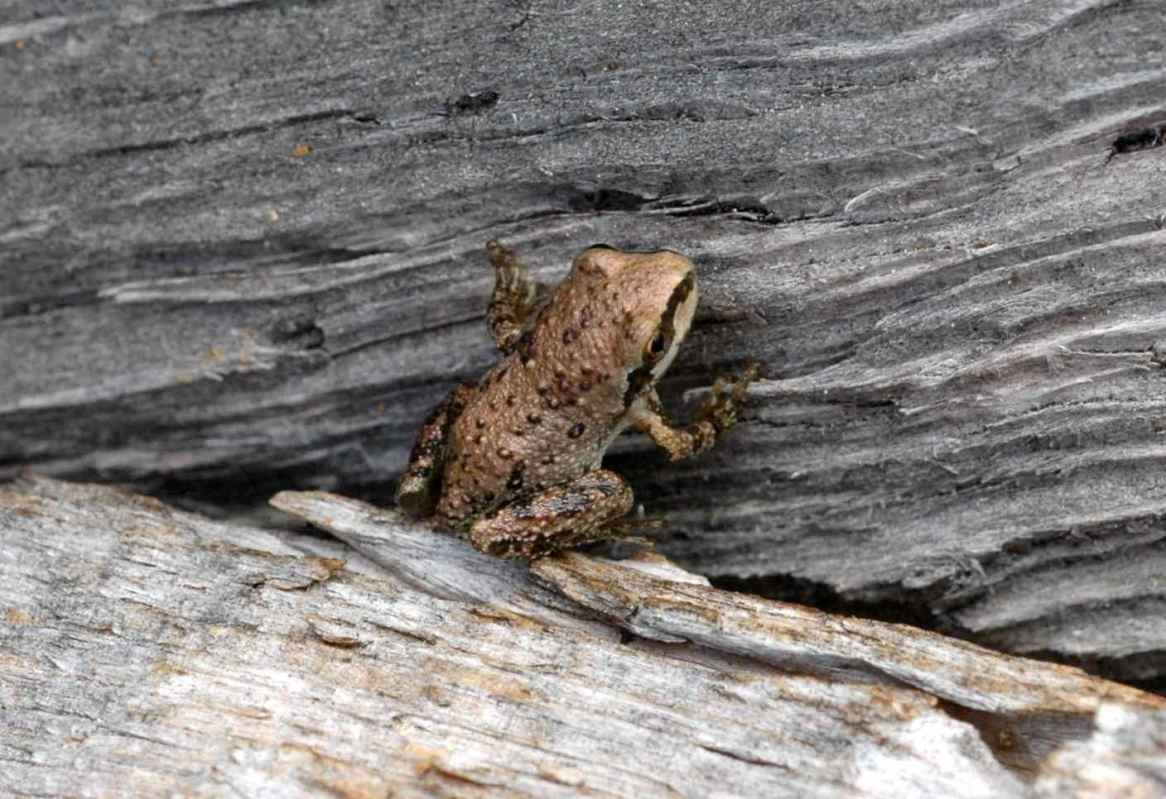 The many (and changeable) colors of the Pacific tree frog | Tough ...