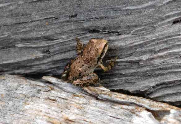The many (and changeable) colors of the Pacific tree frog | Tough ...