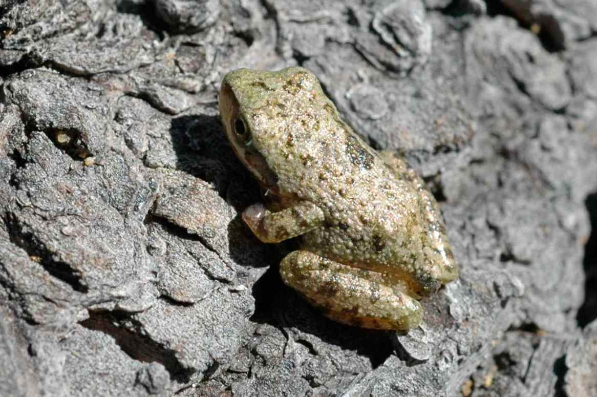 The many (and changeable) colors of the Pacific tree frog | Tough ...