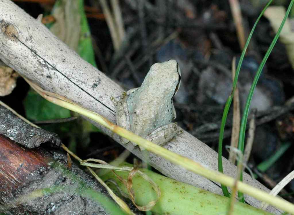 The many (and changeable) colors of the Pacific tree frog | Tough ...