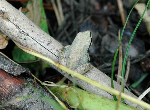 The many (and changeable) colors of the Pacific tree frog | Tough ...
