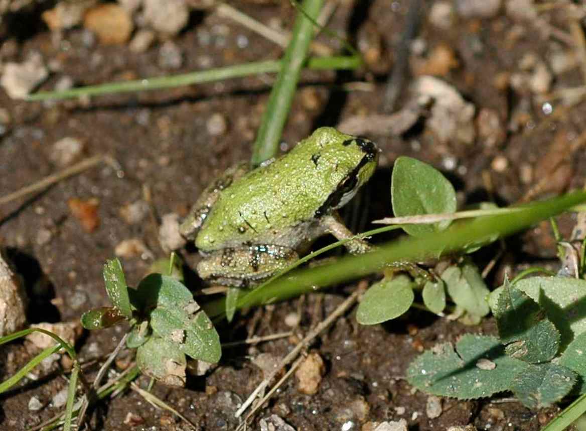 The many (and changeable) colors of the Pacific tree frog | Tough ...