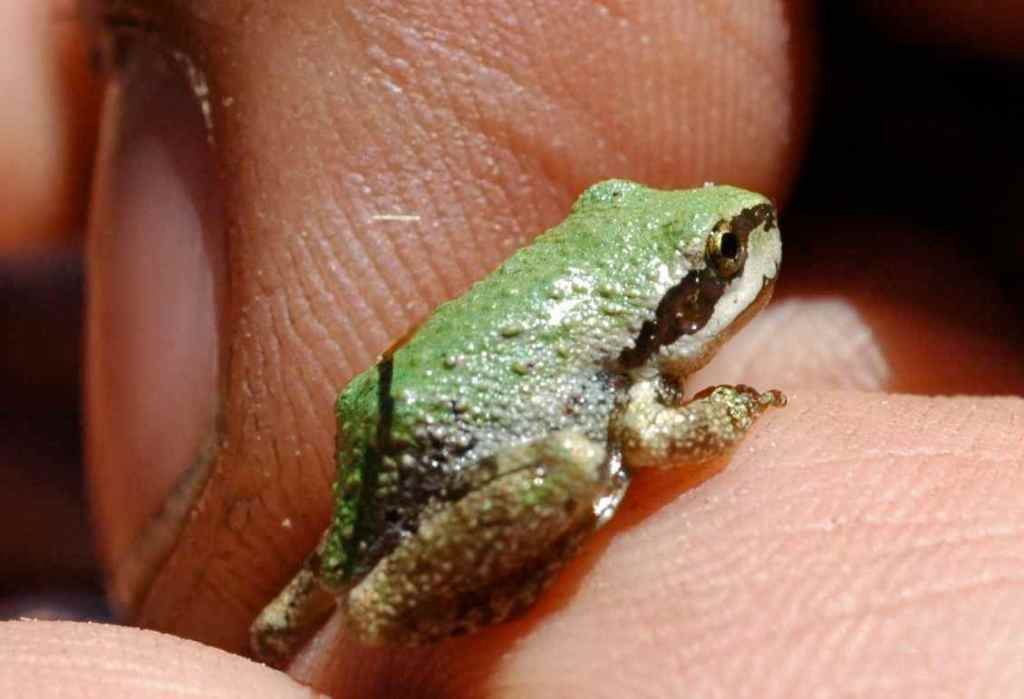 The many (and changeable) colors of the Pacific tree frog | Tough ...