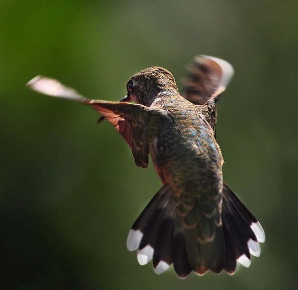 Avian flight III: hummingbird flight | Tough Little Birds