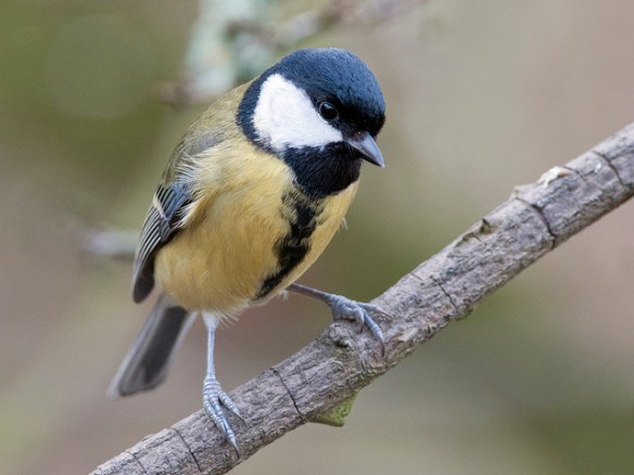 Vampire birds | Tough Little Birds