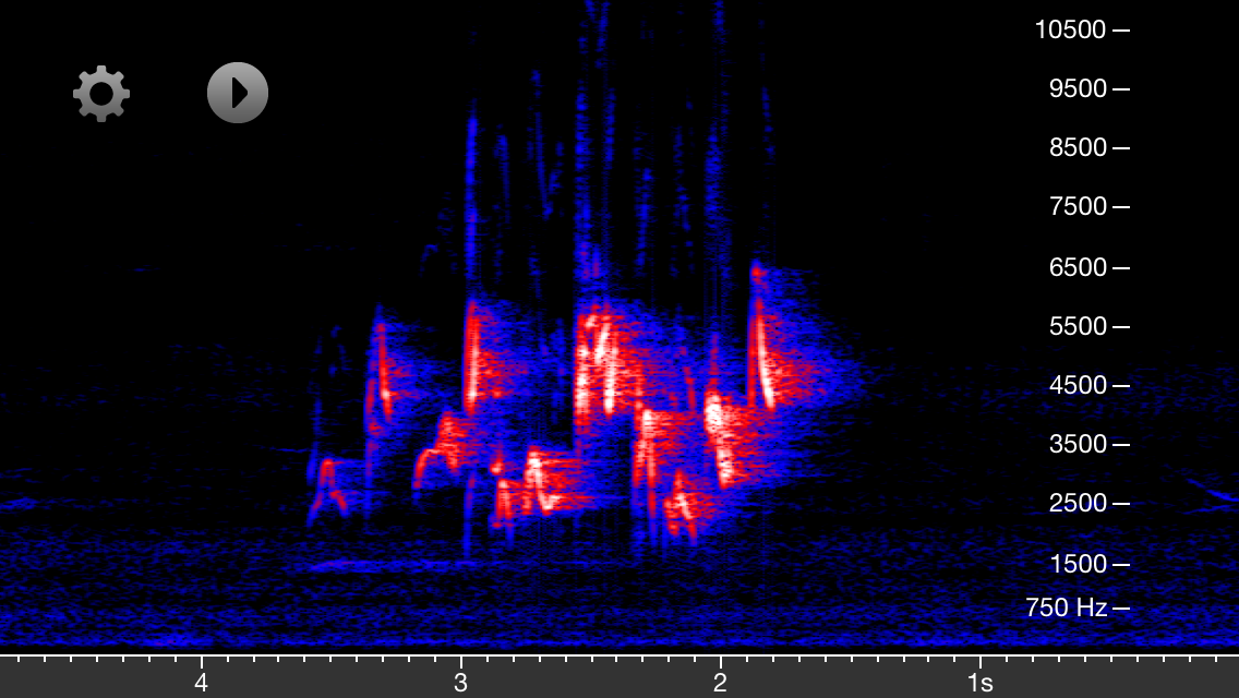 Seeing song: an interview with a partially deaf ornithologist who ...