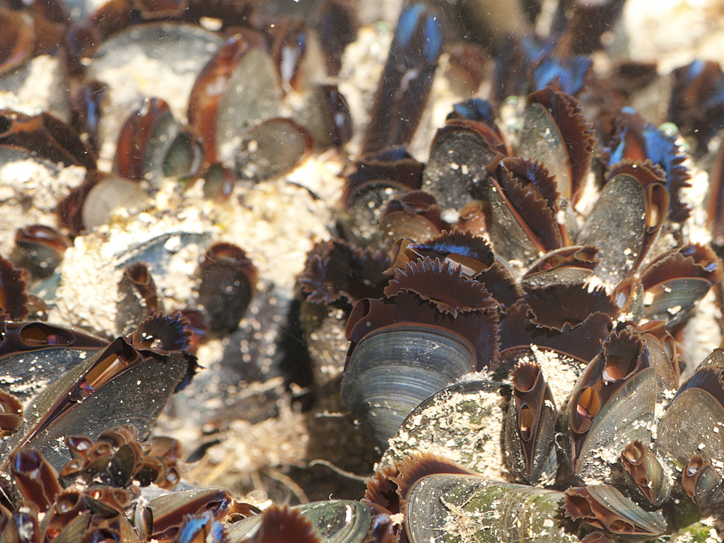 blue_mussels-Taku_Harbor_3554r | Tough Little Birds