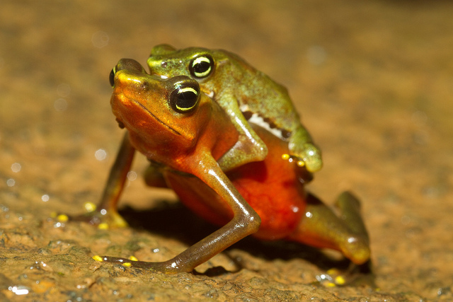 Poison frogs are excellent parents | Tough Little Birds