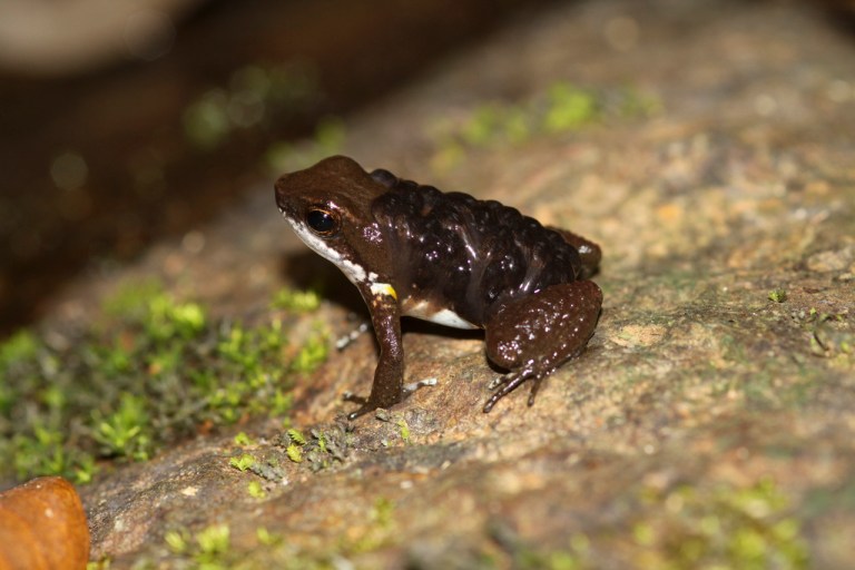 Poison frogs are excellent parents | Tough Little Birds
