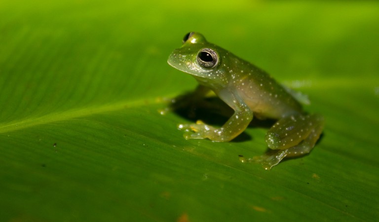 Poison frogs are excellent parents | Tough Little Birds
