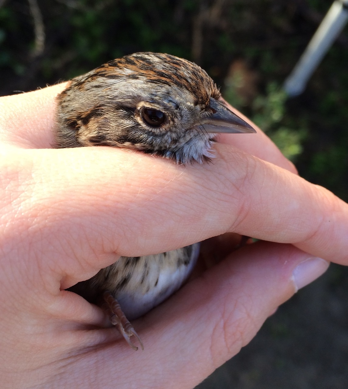 January | 2016 | Tough Little Birds