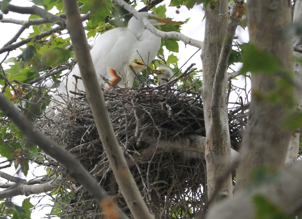 An egret nesting colony is a nursery, a neighborhood, and a ...