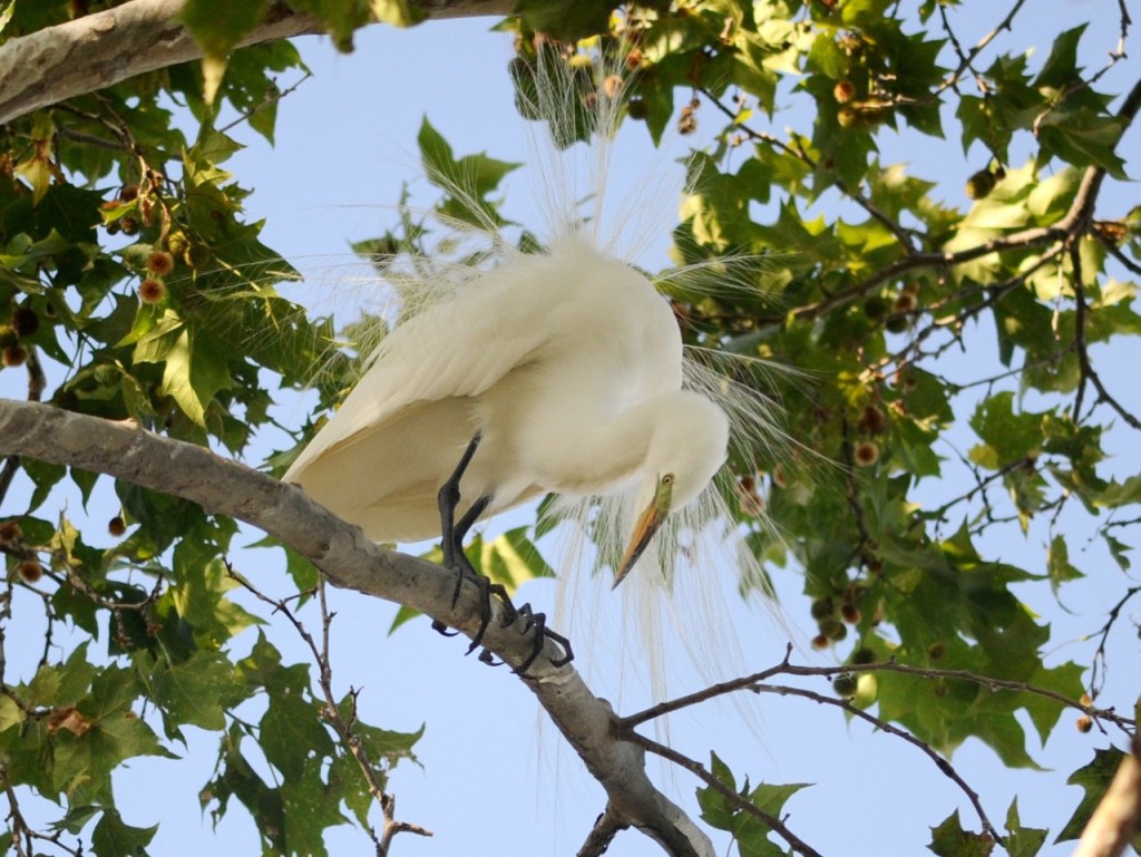 An egret nesting colony is a nursery, a neighborhood, and a ...