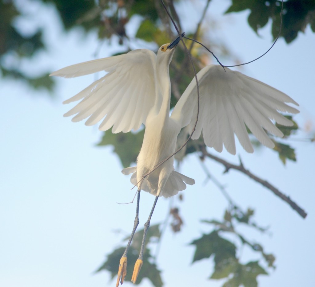 An egret nesting colony is a nursery, a neighborhood, and a ...