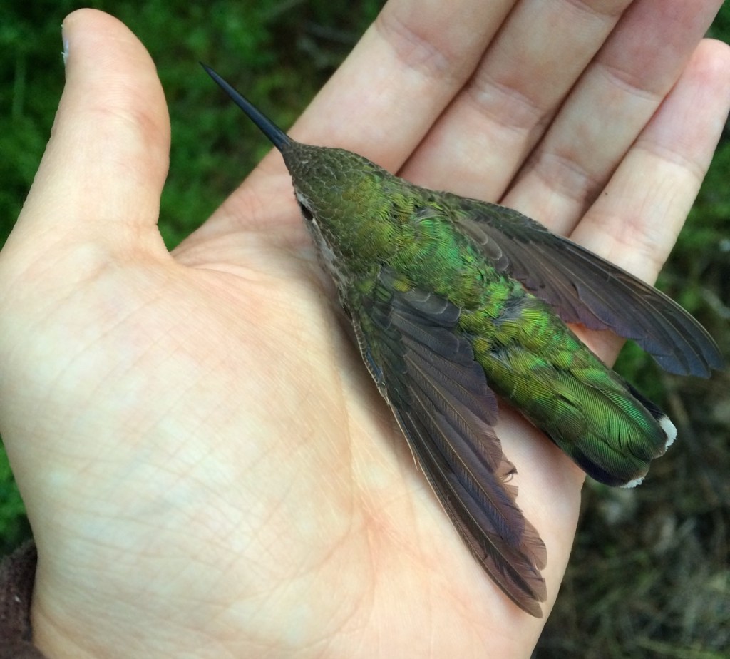 Finding the tiny dinosaurs in hummingbirds | Tough Little Birds