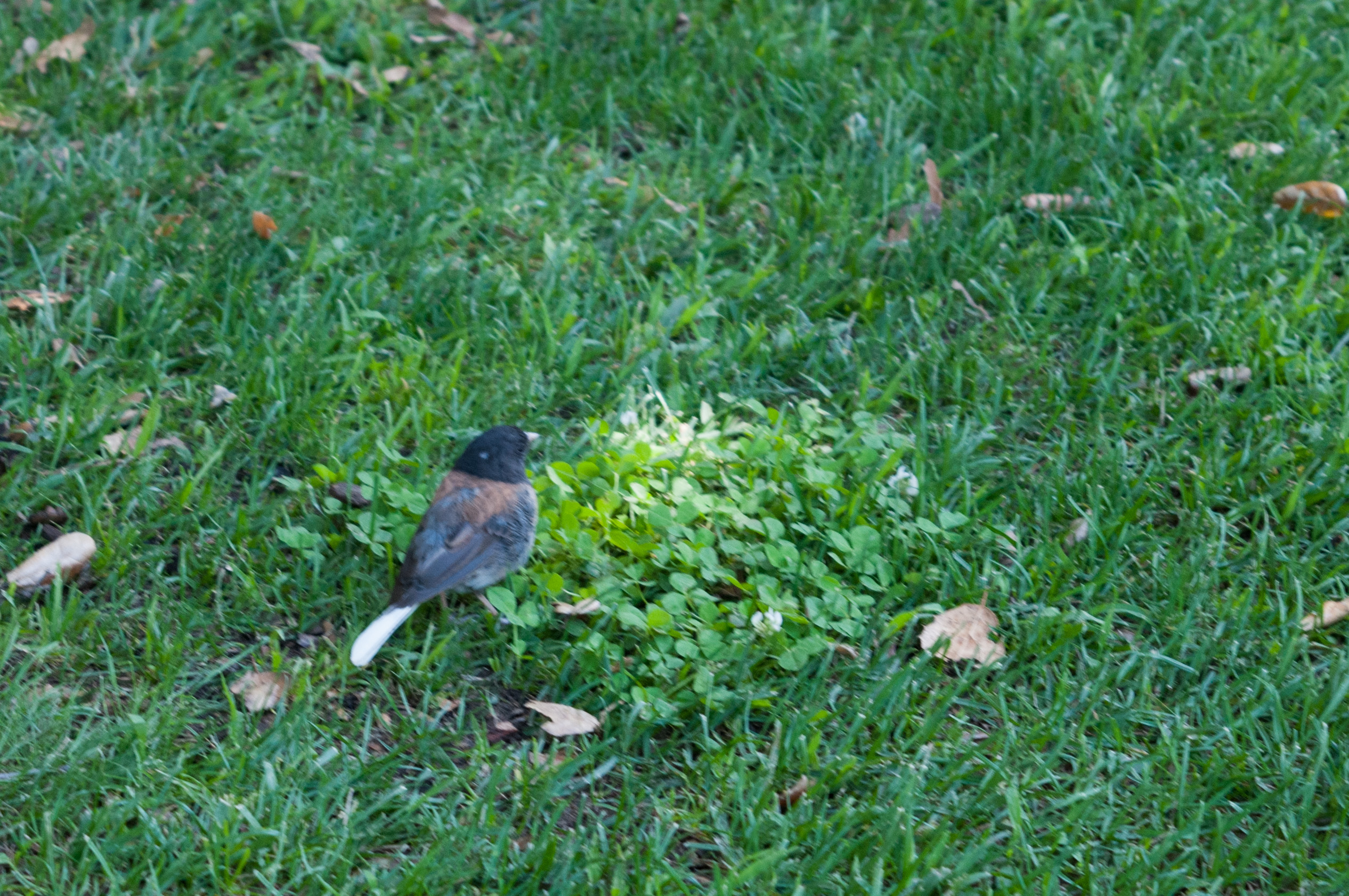 Birds looking odd? They may be molting | Tough Little Birds