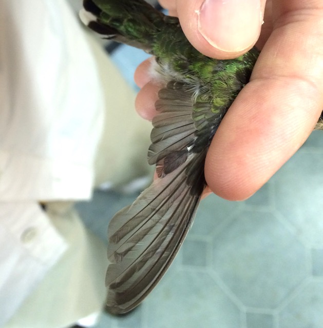 Birds looking odd? They may be molting | Tough Little Birds