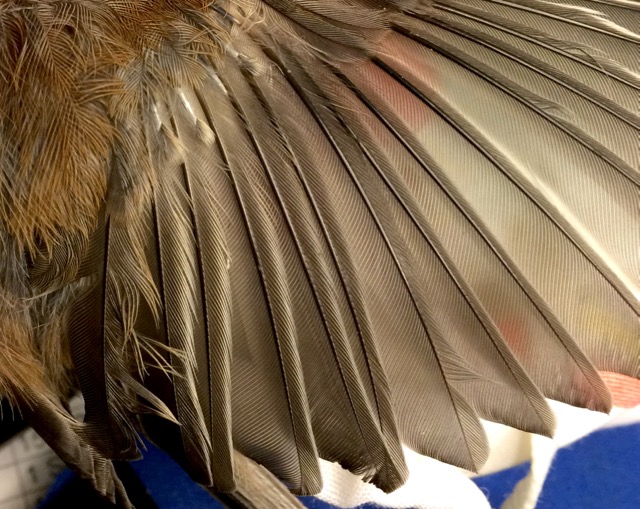 Birds looking odd? They may be molting | Tough Little Birds