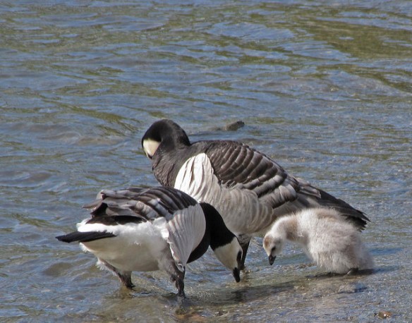 Gooseneck barnacles and Barnacle Geese | Tough Little Birds