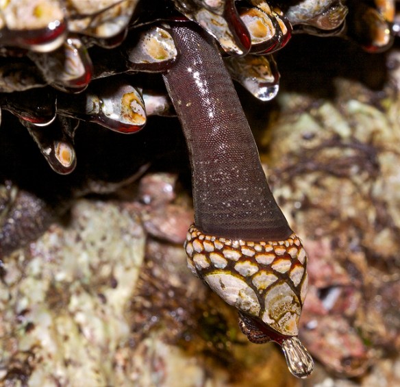 Gooseneck barnacles and Barnacle Geese | Tough Little Birds