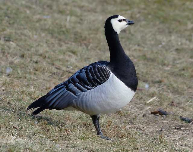 Gooseneck barnacles and Barnacle Geese | Tough Little Birds