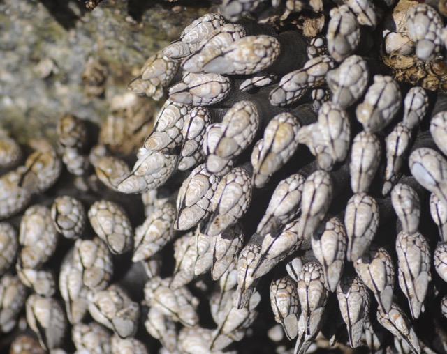 Gooseneck barnacles and Barnacle Geese | Tough Little Birds