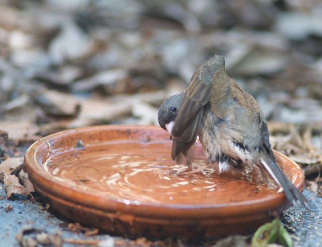 Bathtime, carefully | Tough Little Birds