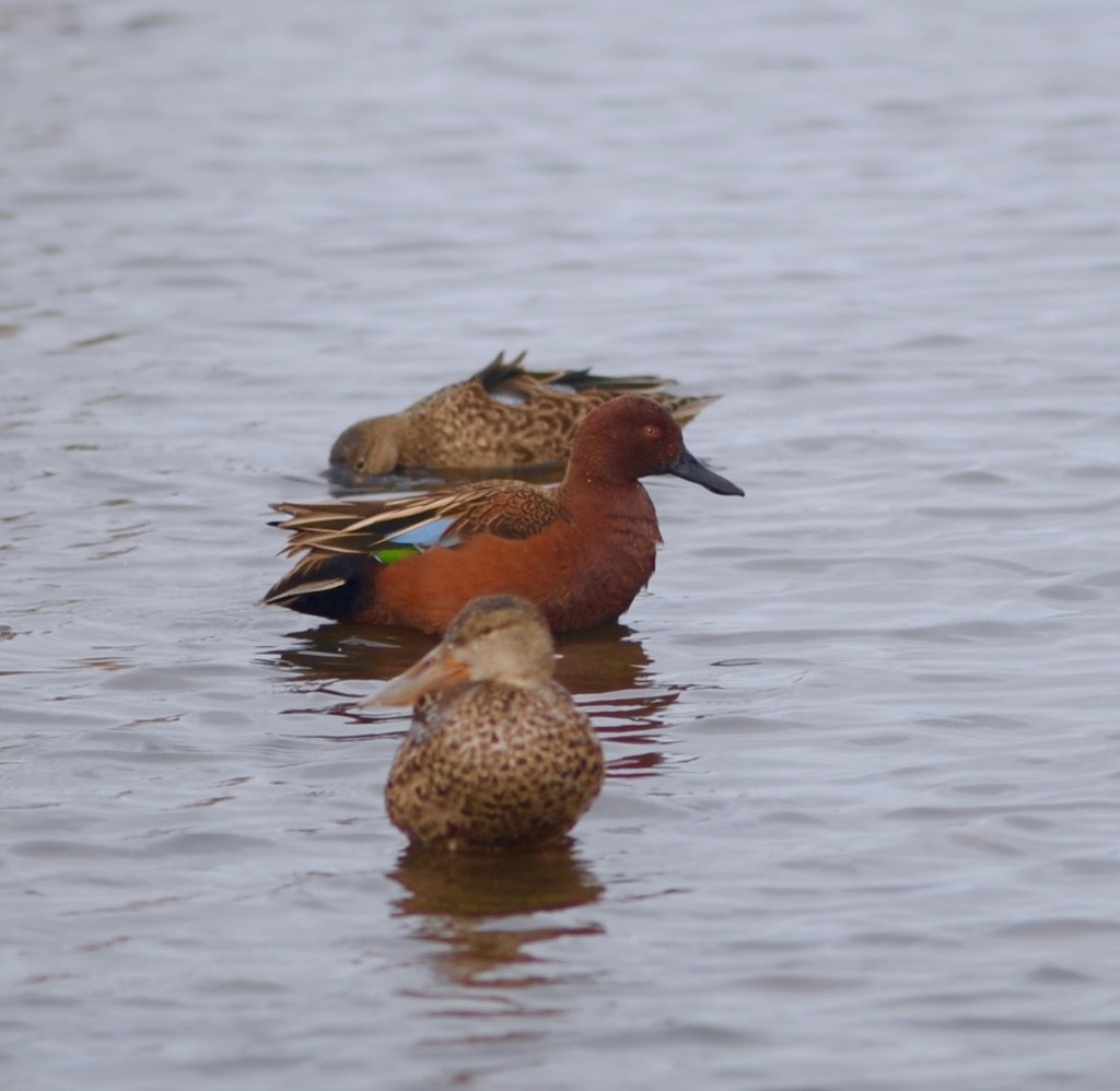 Learn about speciation from that one weird duck at the park | Tough ...
