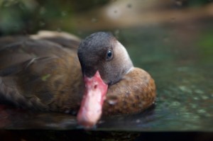 Learn about speciation from that one weird duck at the park | Tough ...