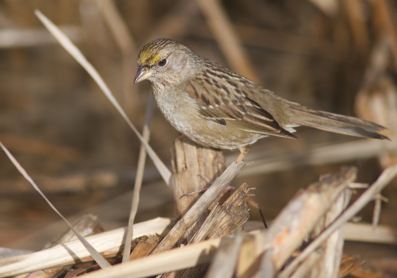 Parallel universes | Tough Little Birds