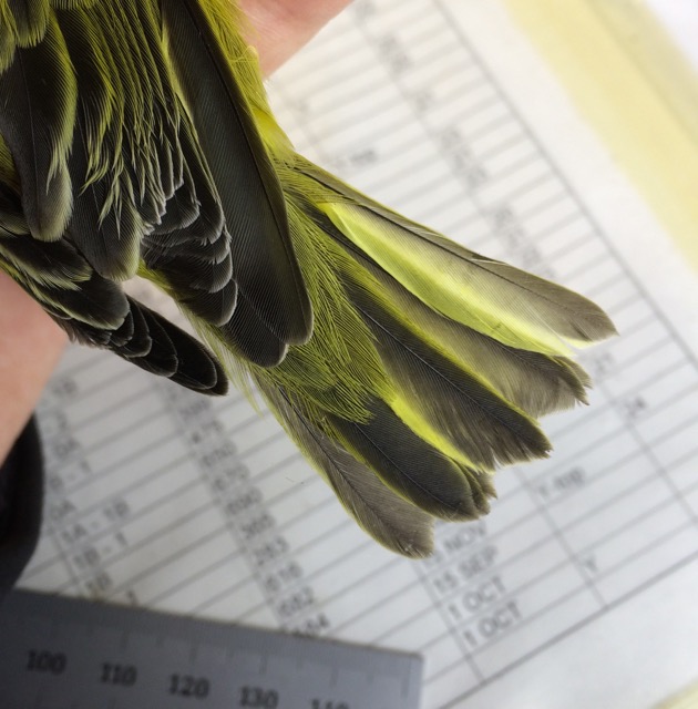 Fat bird season | Tough Little Birds