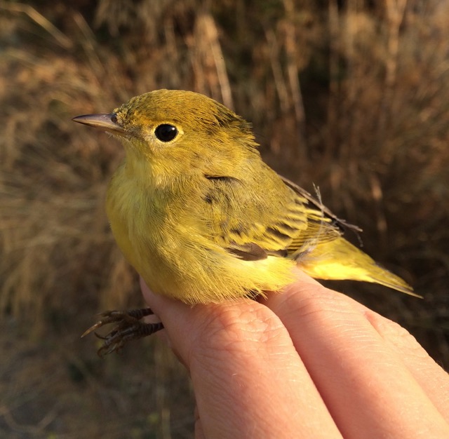 Fat bird season | Tough Little Birds