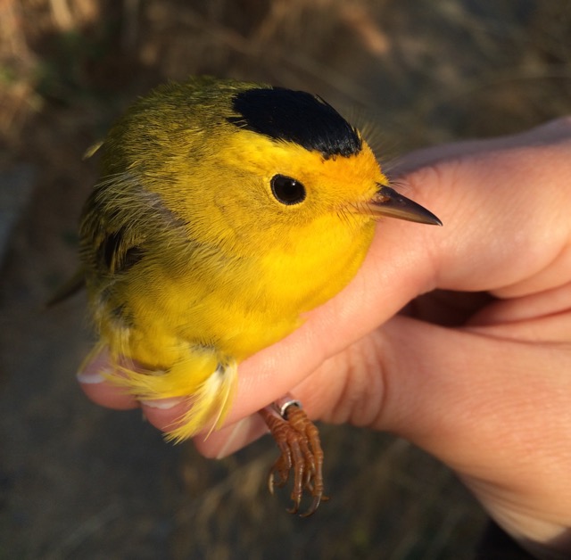 Fat bird season | Tough Little Birds