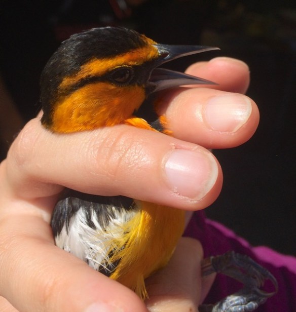 Fat bird season | Tough Little Birds