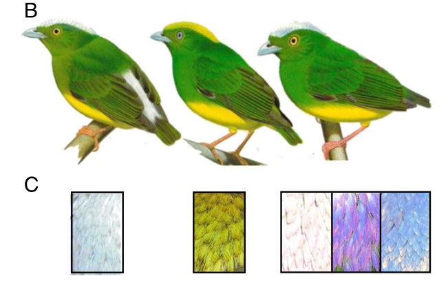 When forbidden love creates a new species | Tough Little Birds
