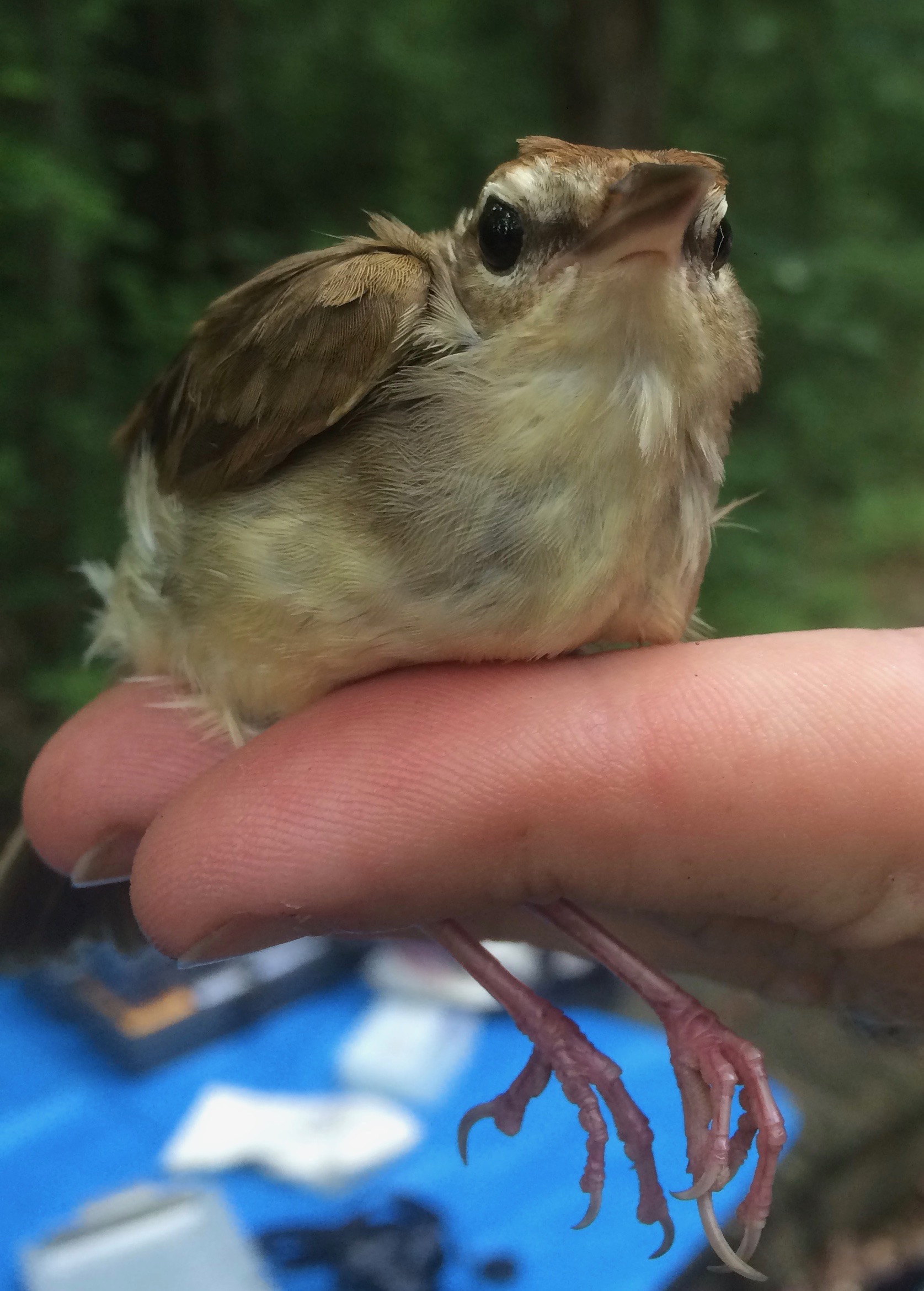 North Carolina bycatch, part 1 | Tough Little Birds