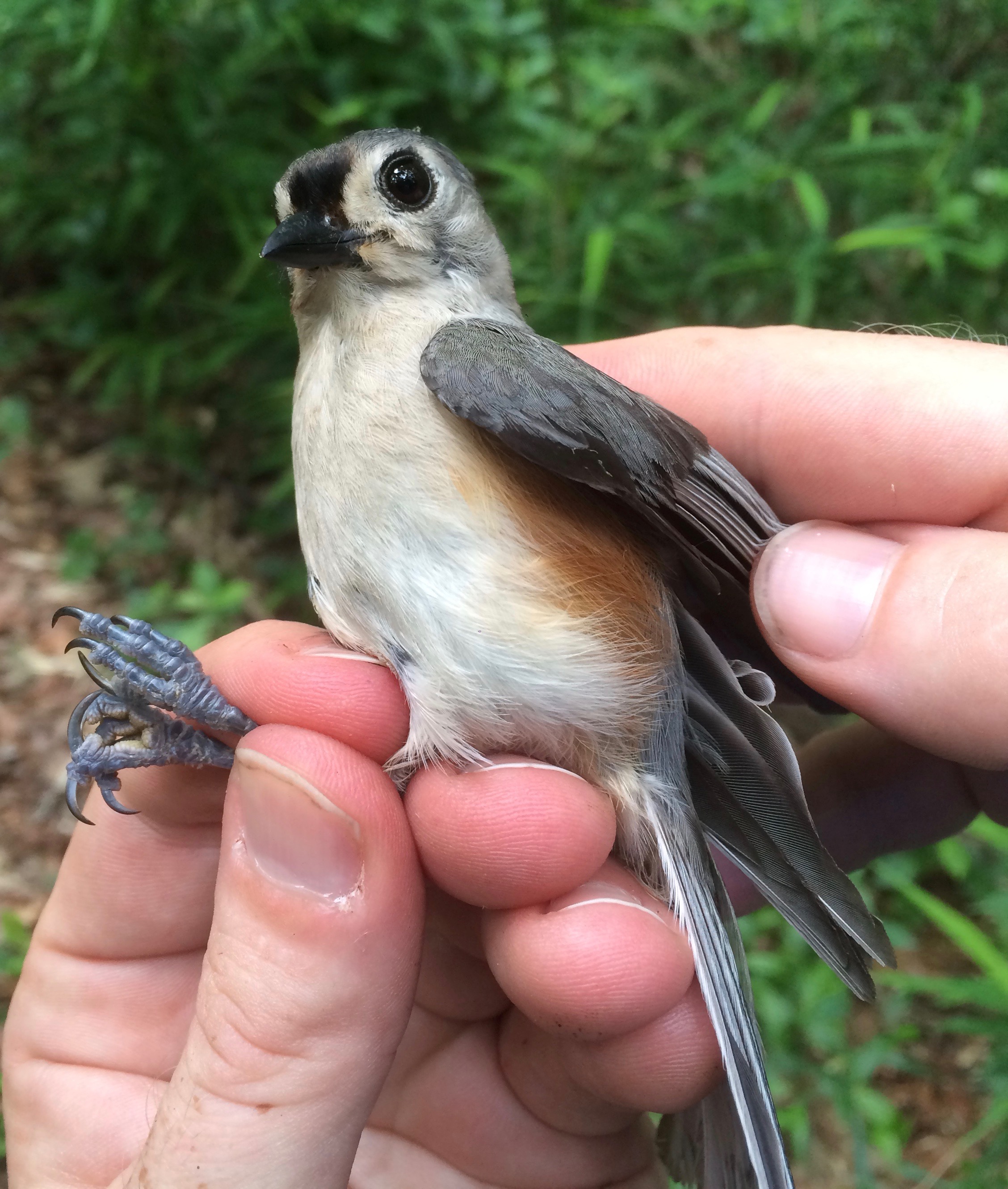 North Carolina bycatch, part 1 | Tough Little Birds