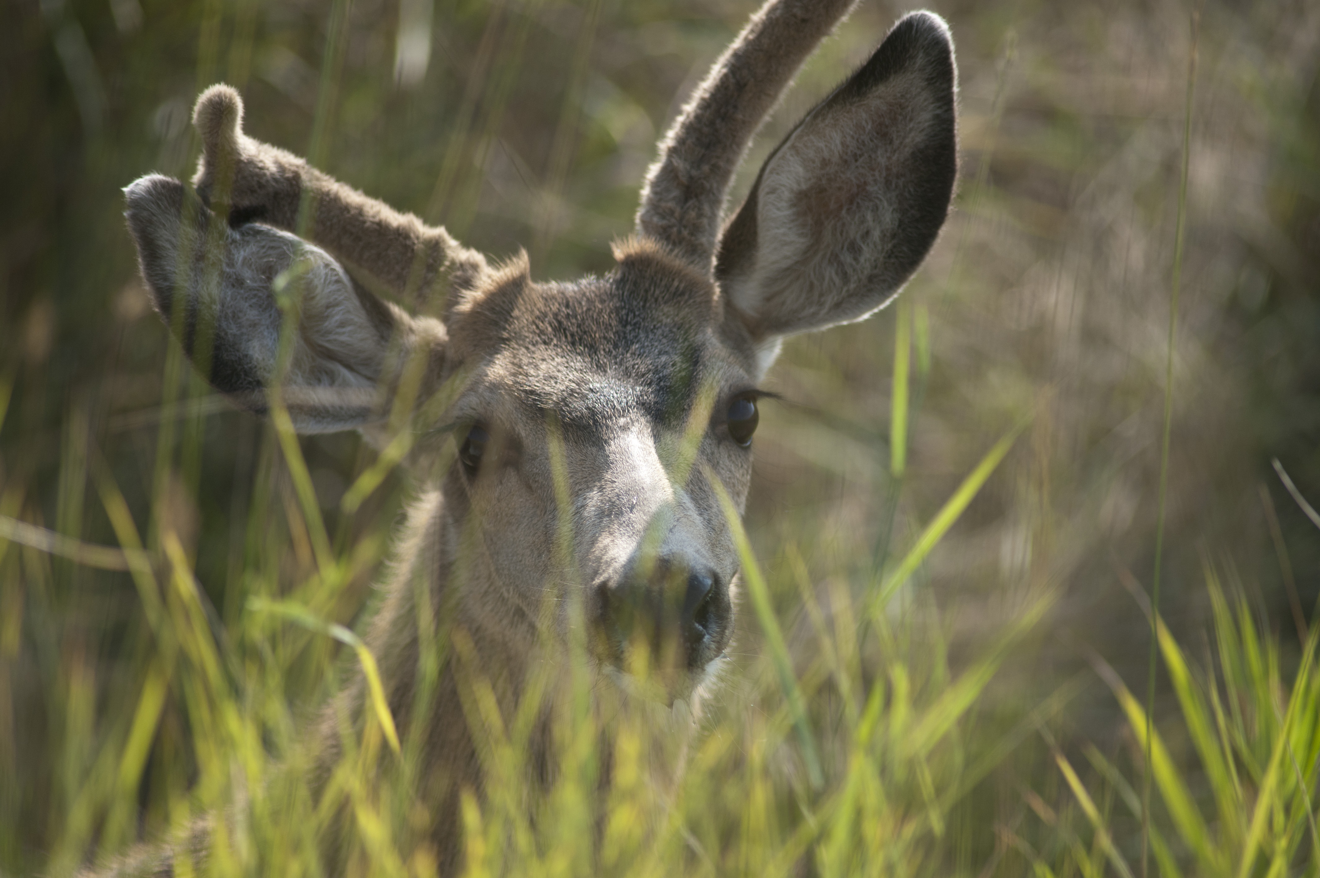 The best deer | Tough Little Birds