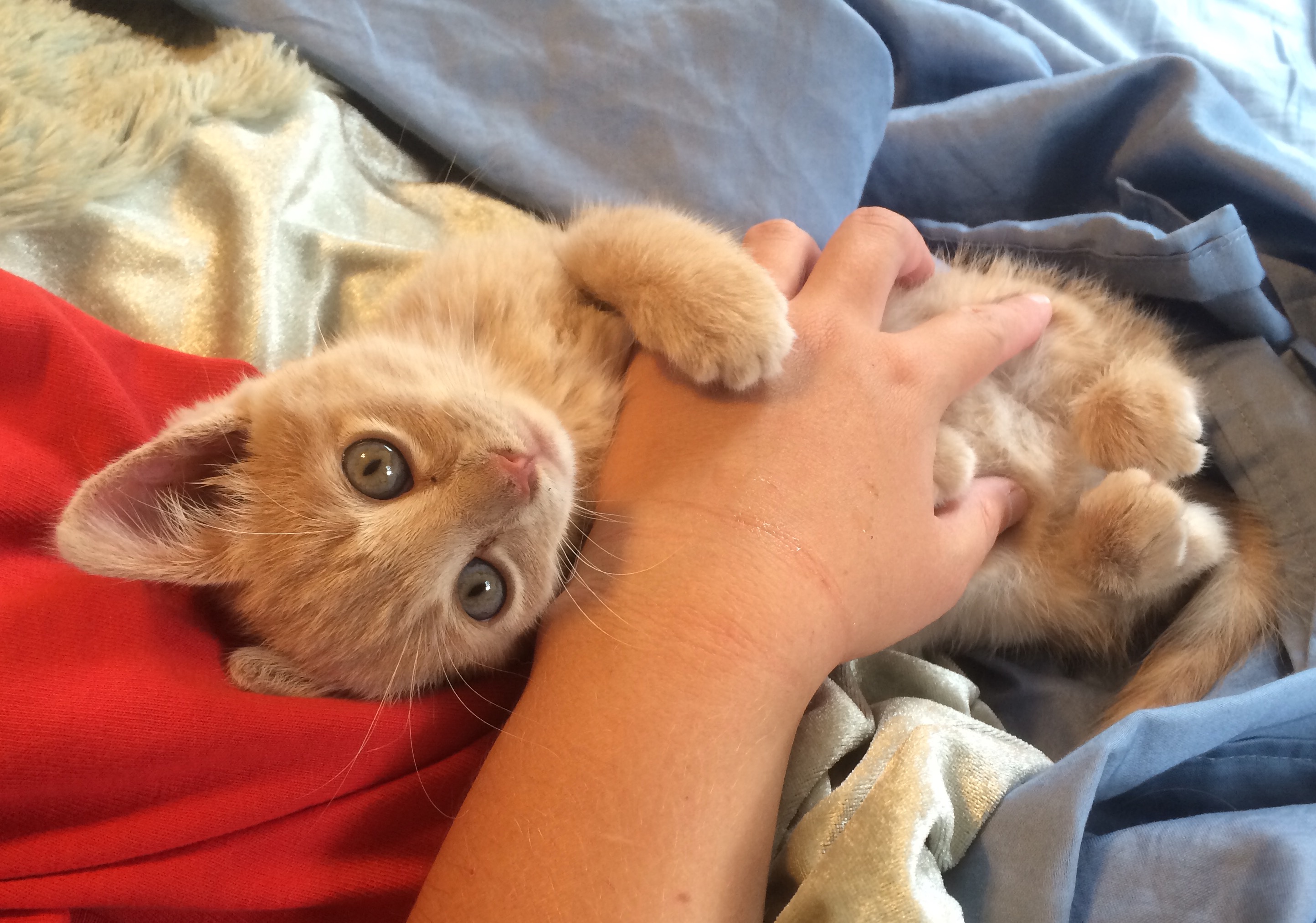 Is it debunked? | Tough Little Birds