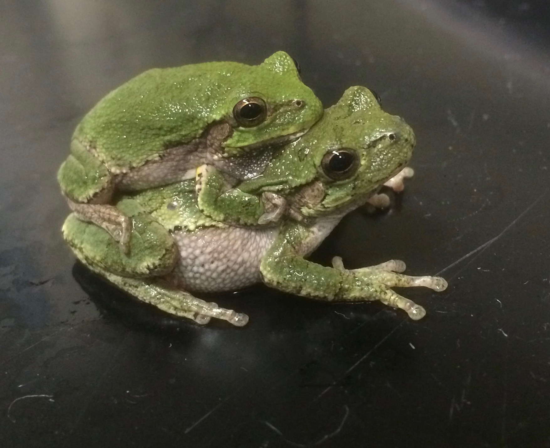 Frog season | Tough Little Birds