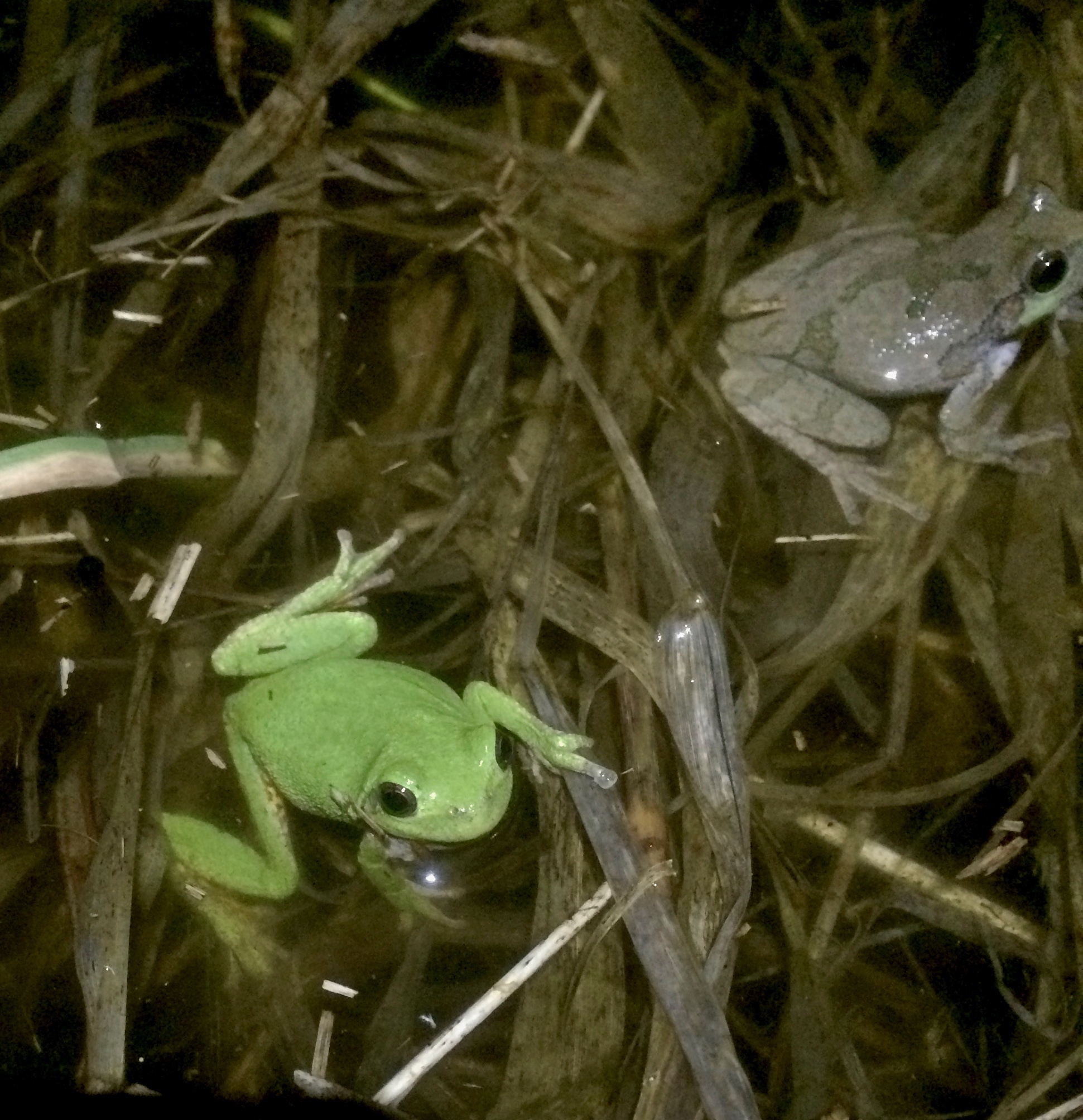 Tough little frogs | Tough Little Birds