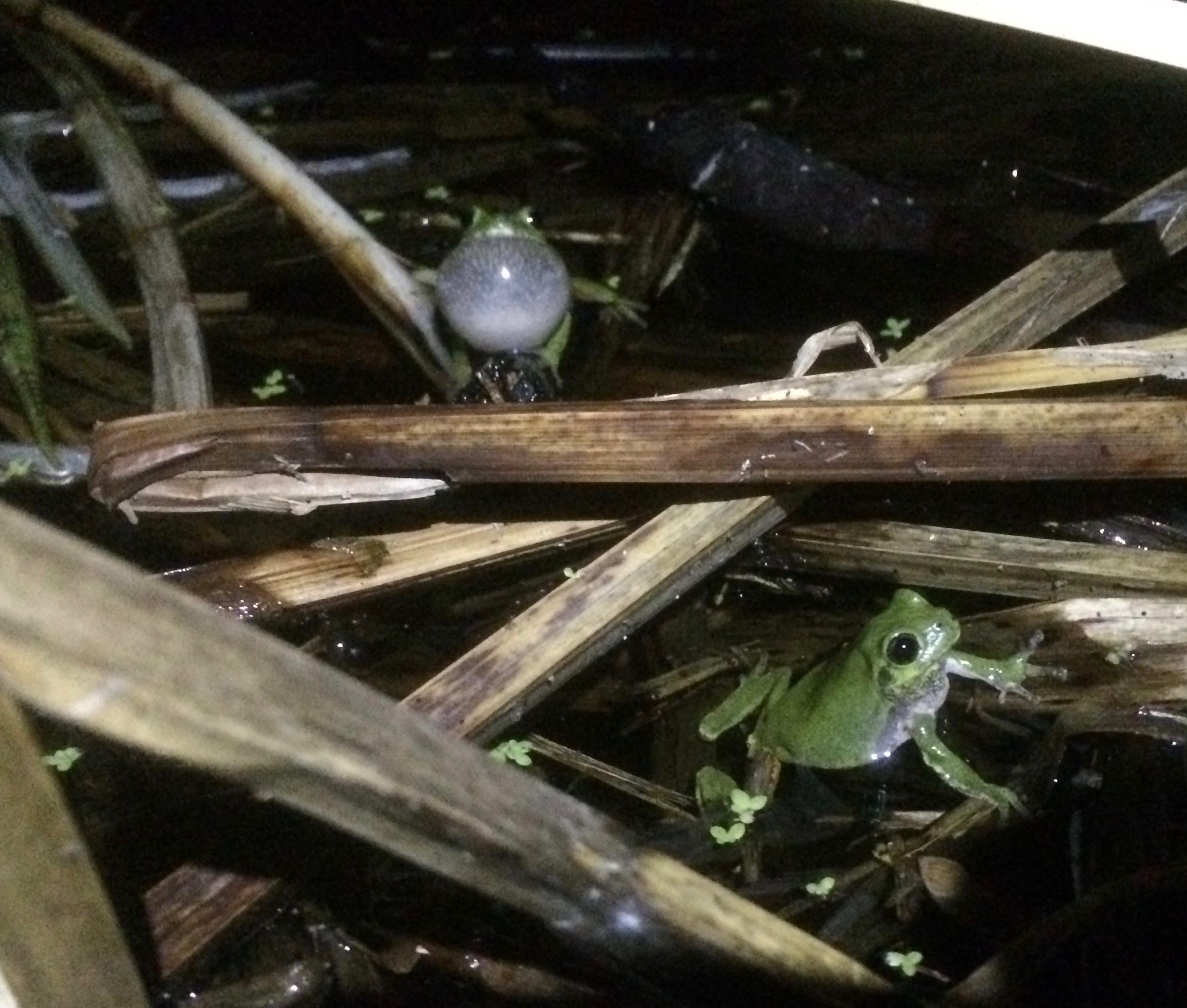 Tough little frogs | Tough Little Birds